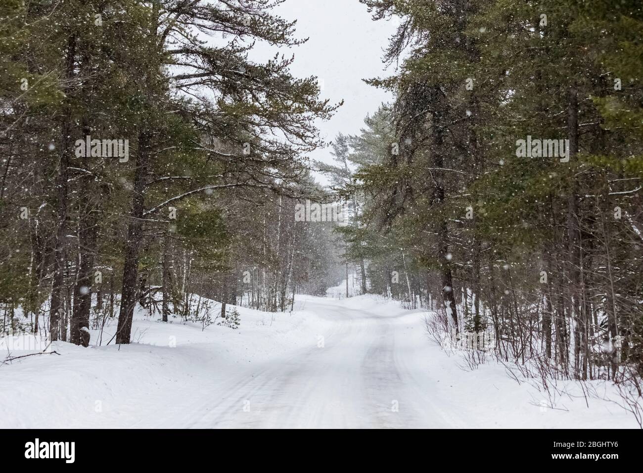 Falling snow on a forest road in the Upper Peninsula, Michigan, USA ...