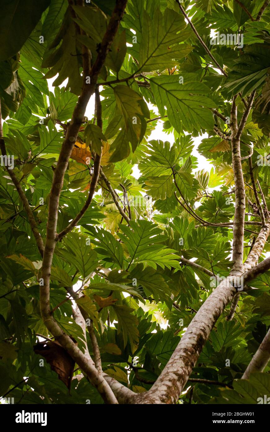 Canopy of the tree hi-res stock photography and images - Alamy