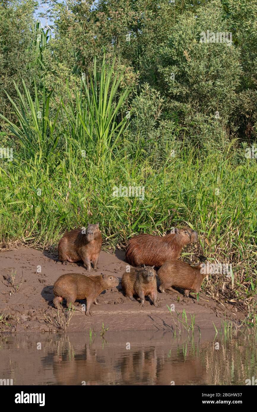 Capybara family on bank of river in the Amazon Forest, Peru Stock Photo ...