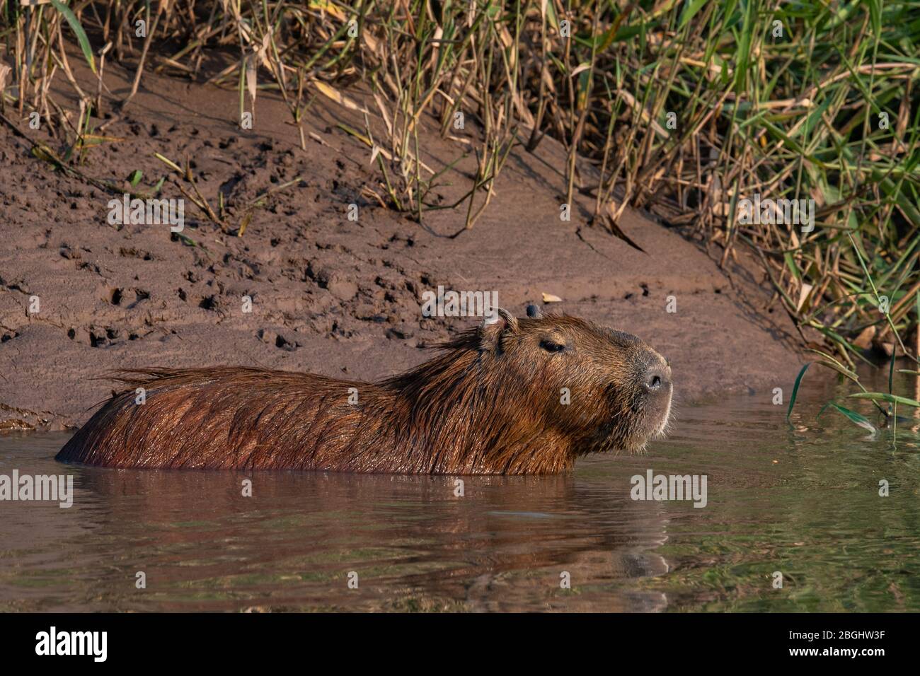 Capybara family on bank of river in the Amazon Forest, Peru Stock Photo ...