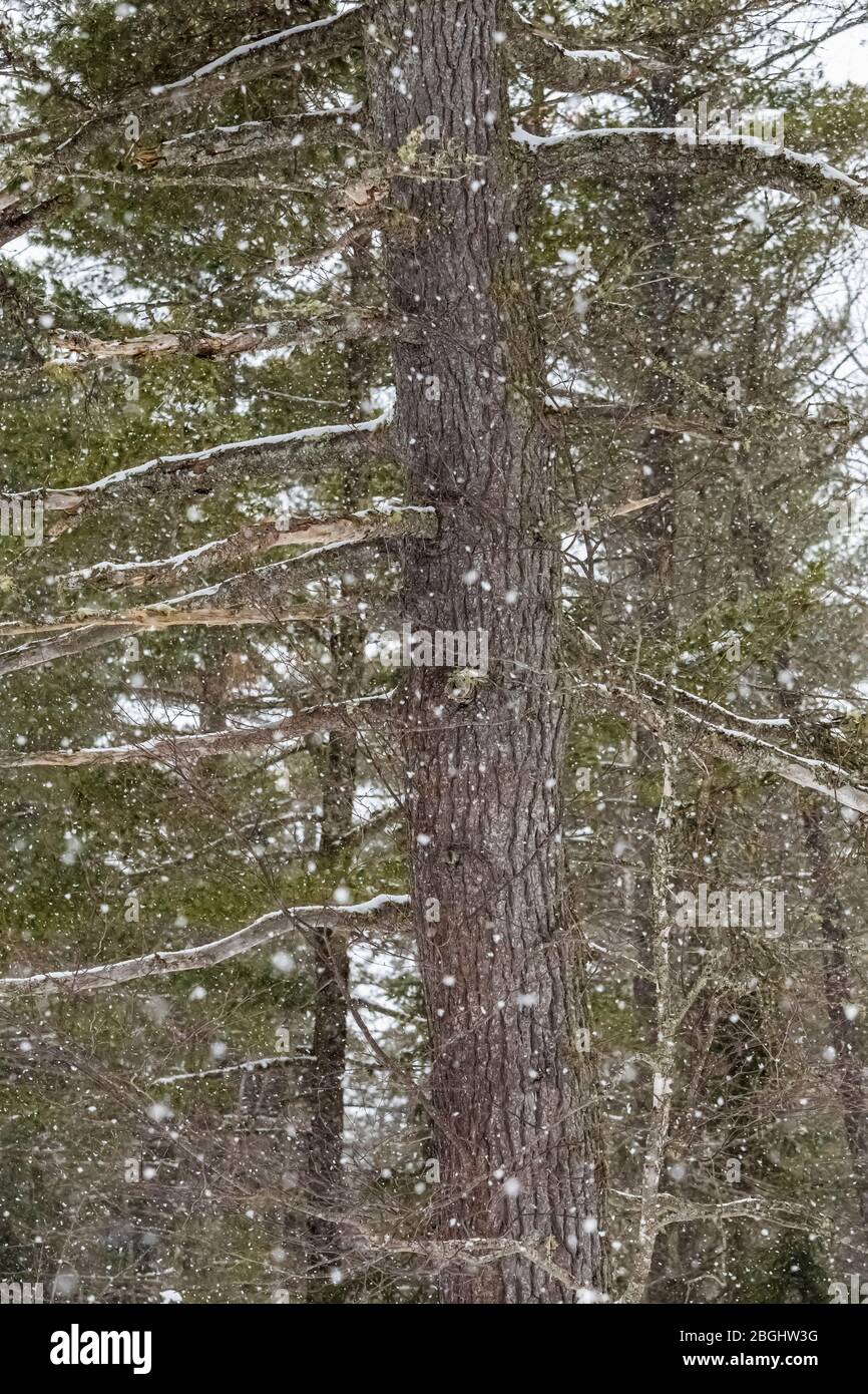 Pines snow on the edge hi-res stock photography and images - Alamy