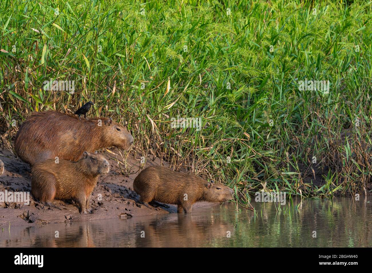 Capybara family on bank of river in the Amazon Forest, Peru Stock Photo ...