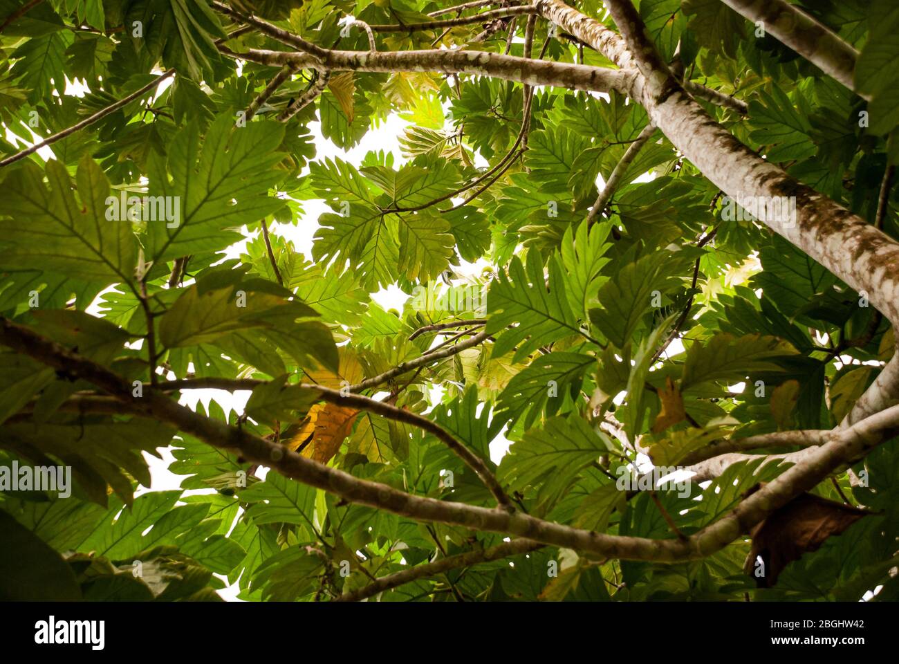Canopy of the tree hi-res stock photography and images - Alamy