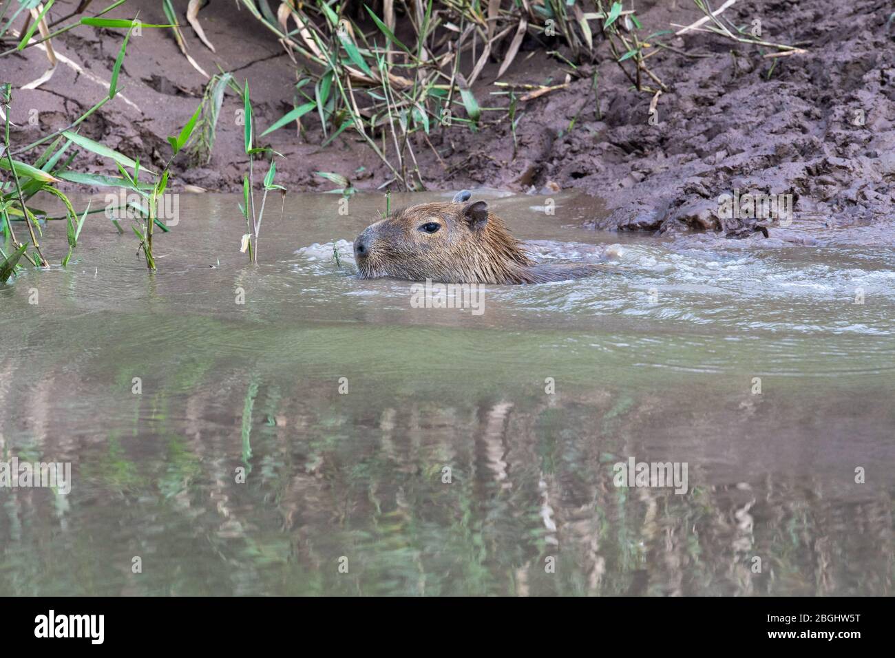 Capybara family on bank of river in the Amazon Forest, Peru Stock Photo ...