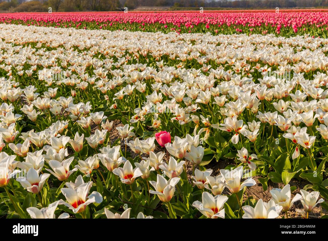 A view of tulip fields in springtime, Holland, the Netherlands Stock ...