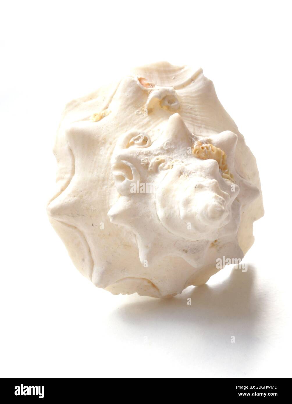 White spiky seashell isolated on white background Stock Photo - Alamy