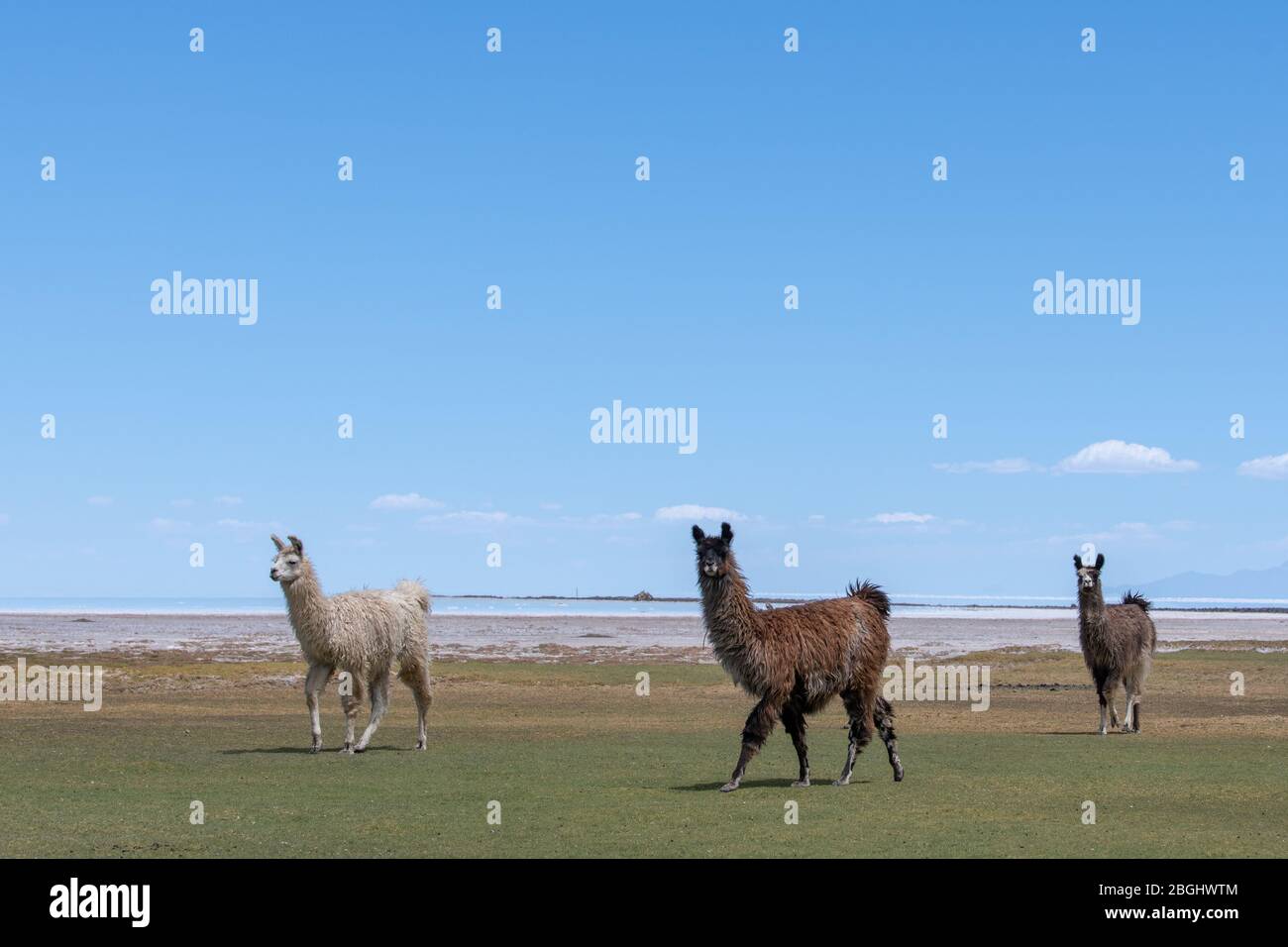 Three Llamas walking alongside the Salar de Uyuni (salt pans), Uyuni ...