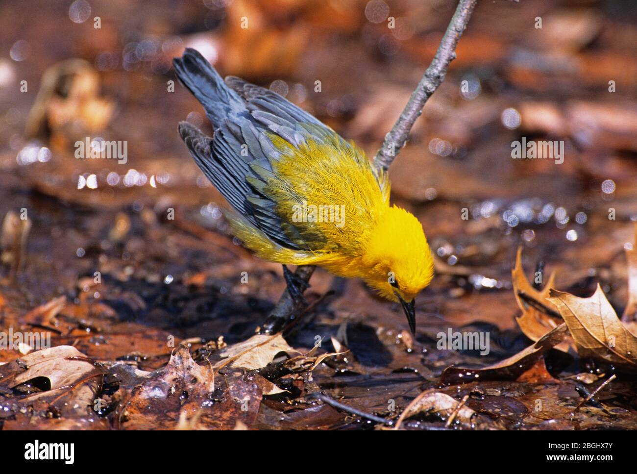 Prothonotary warblers hi-res stock photography and images - Alamy