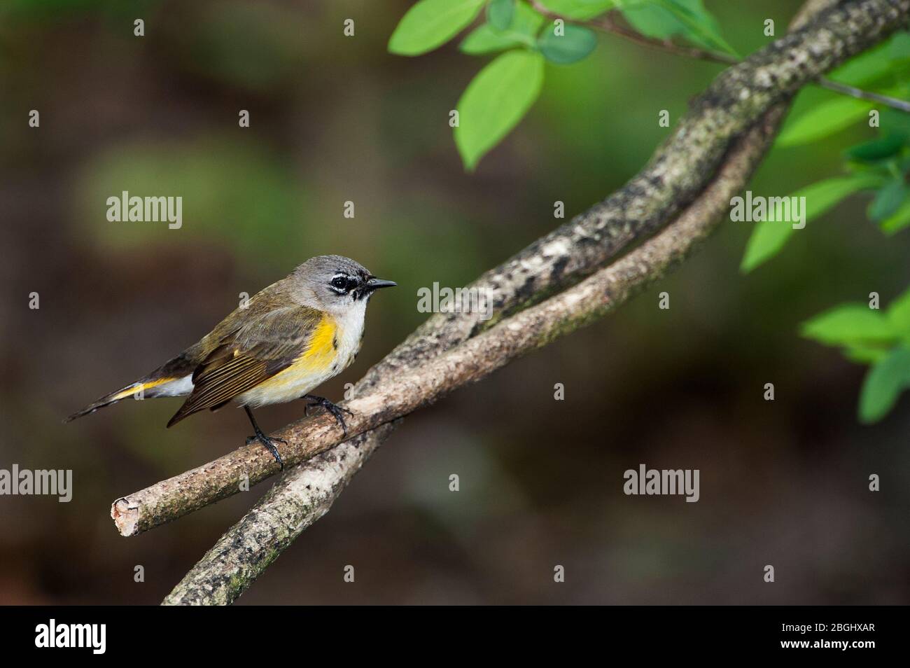American male redstart hi-res stock photography and images - Alamy
