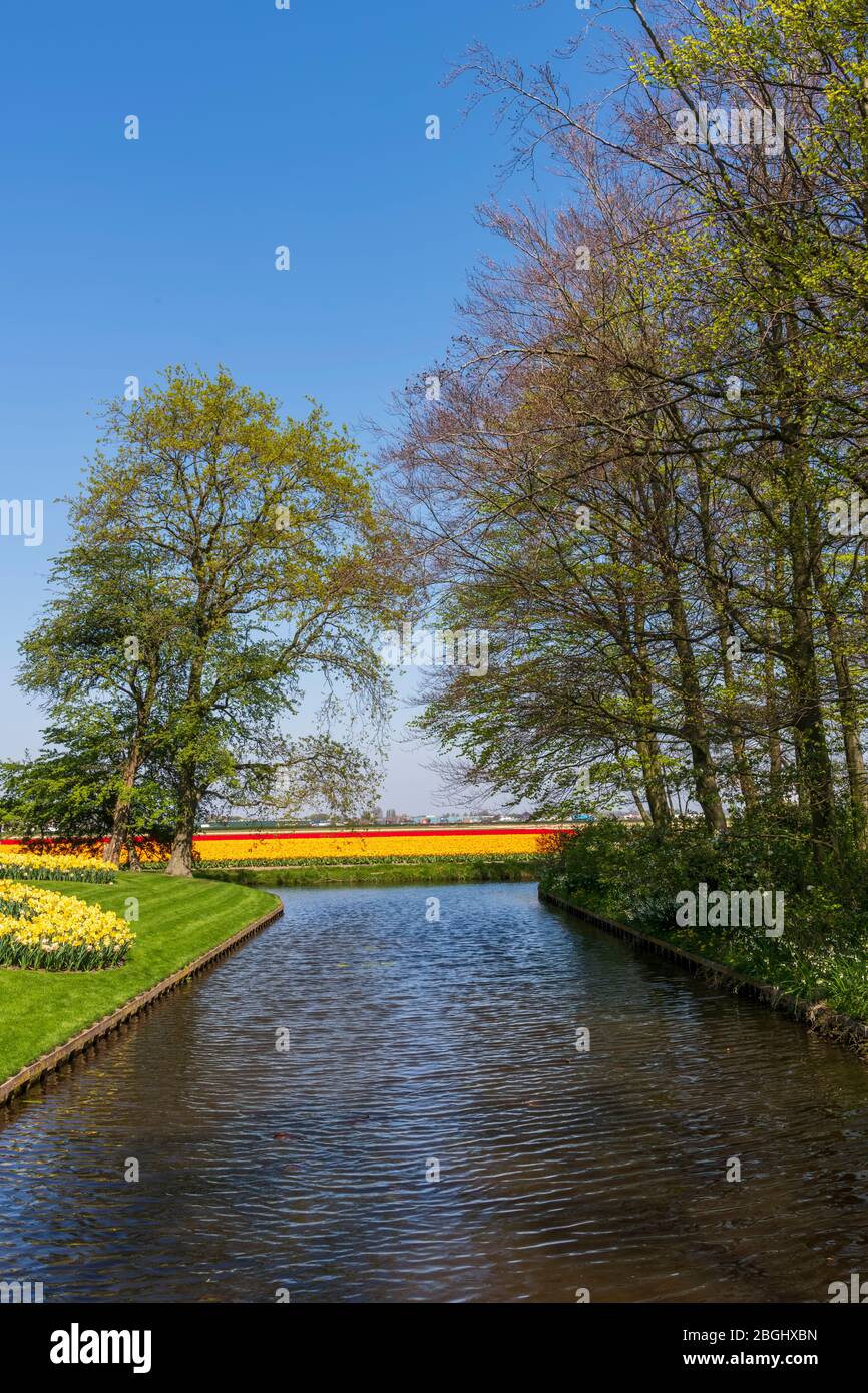 A view of tulip fields in springtime, Holland, the Netherlands Stock ...