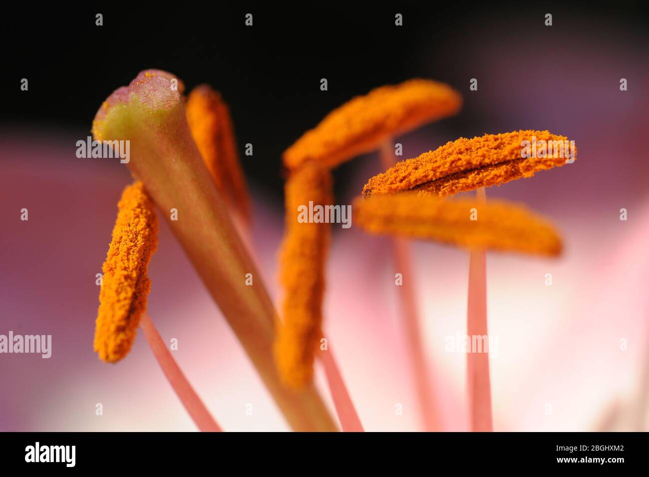Close up of a pink lily (latin Lilium candidum) with a clear view on ...