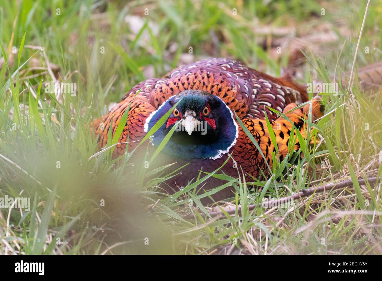 Pheasant long grass hi-res stock photography and images - Alamy