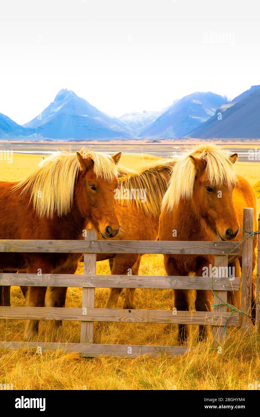 Multiple horses hi-res stock photography and images - Alamy