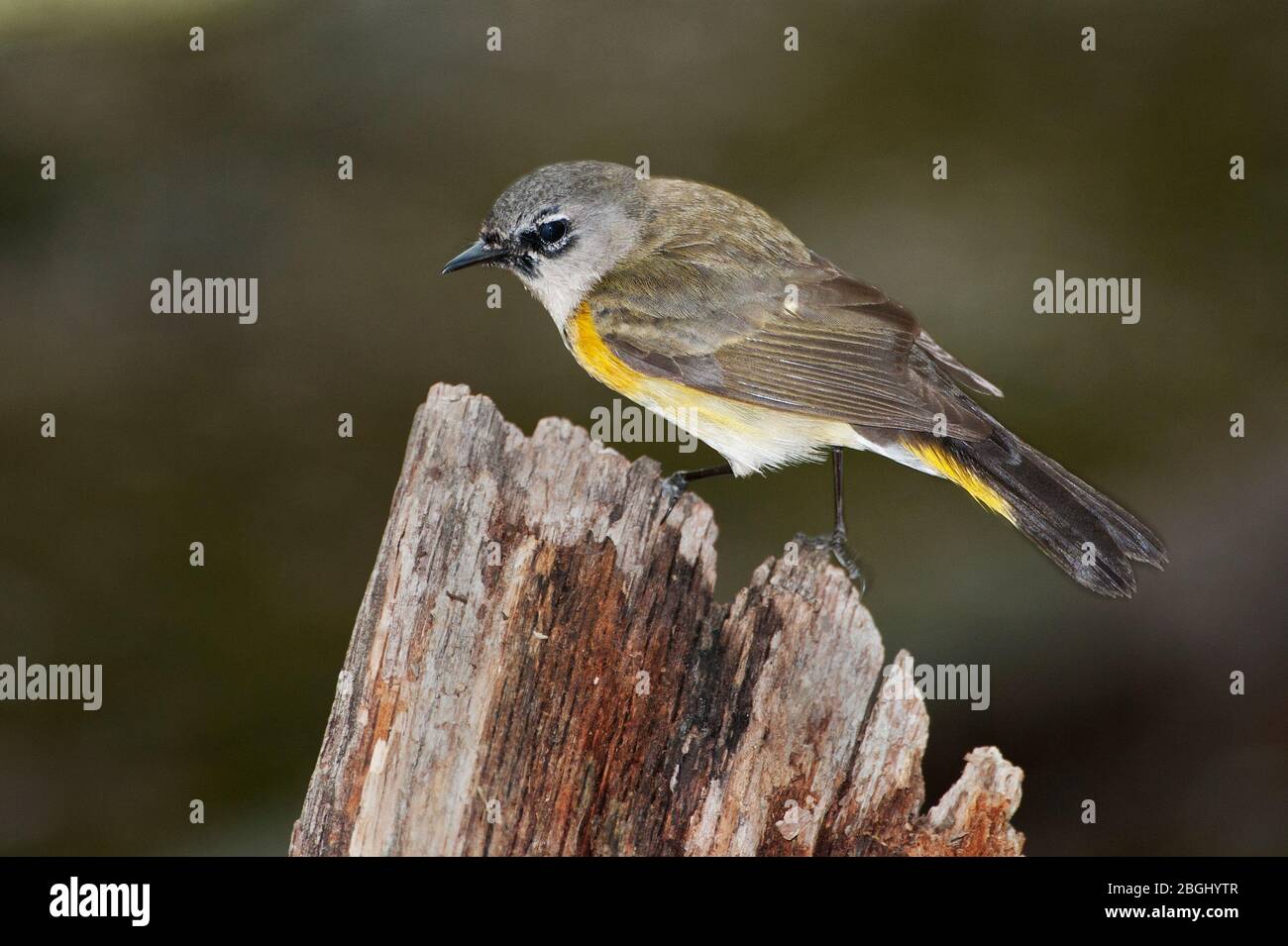 First year American redstart Stock Photo - Alamy