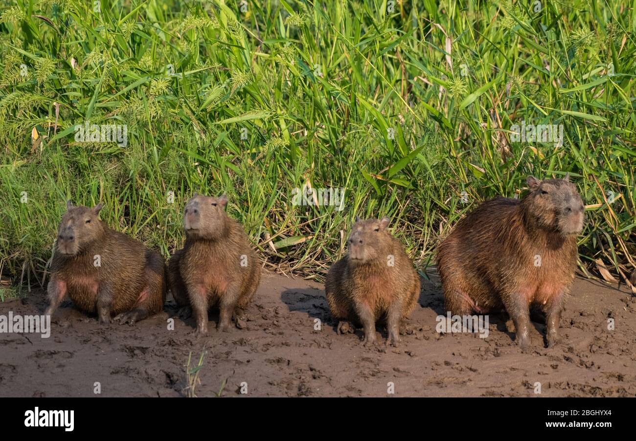 Capybara family on bank of river in the Amazon Forest, Peru Stock Photo ...