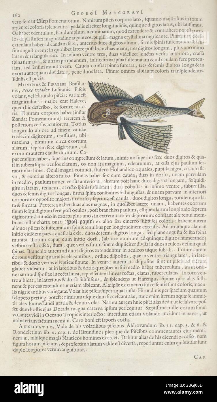 Historia naturalis Brasiliae (Page 162 Stock Photo - Alamy