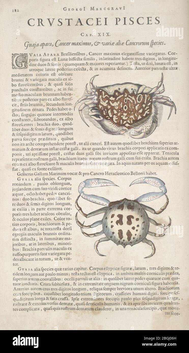 Historia naturalis Brasiliae (Page 182 Stock Photo - Alamy