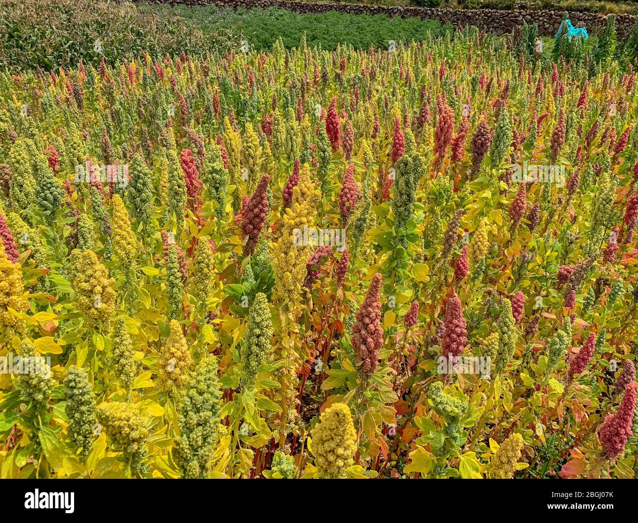 Quinoa crop of red, yellow Quinoa Stock Photo - Alamy