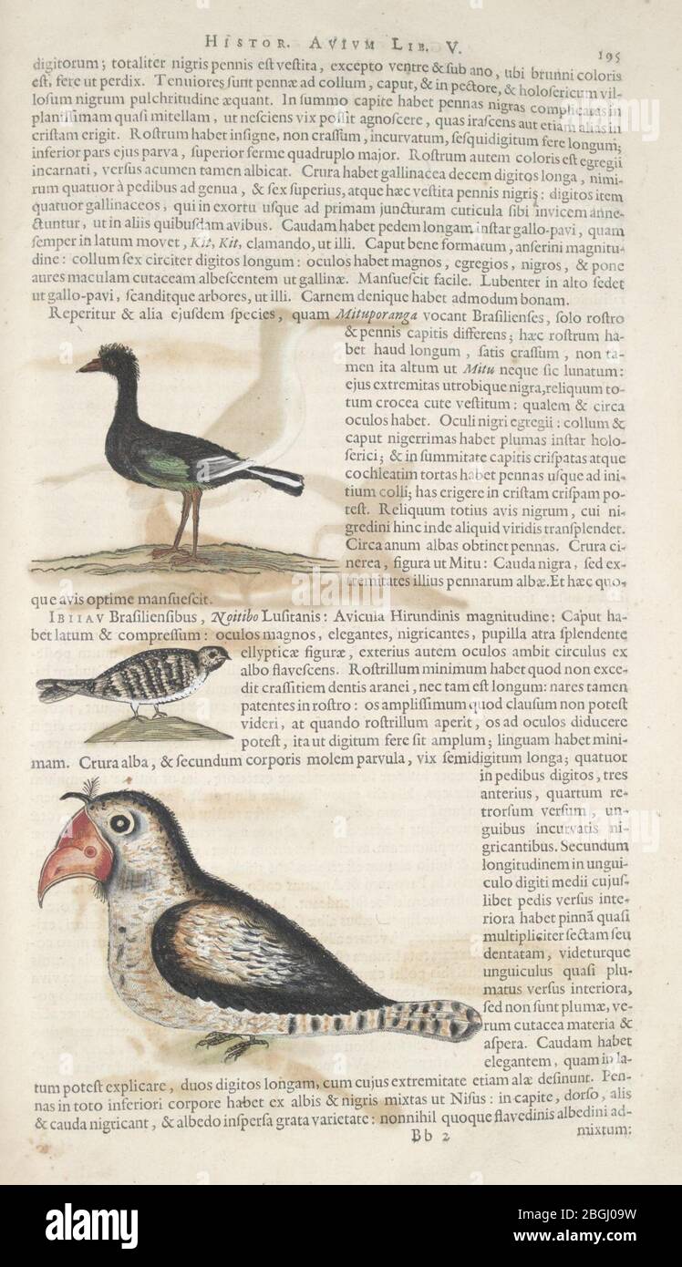 Historia naturalis Brasiliae (Page 195 Stock Photo - Alamy