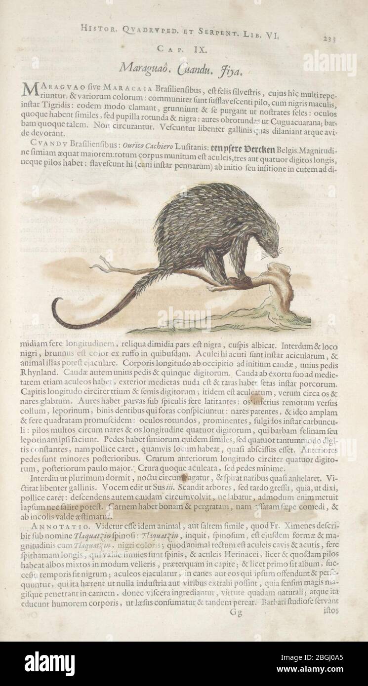 Historia naturalis Brasiliae (Page 233 Stock Photo - Alamy