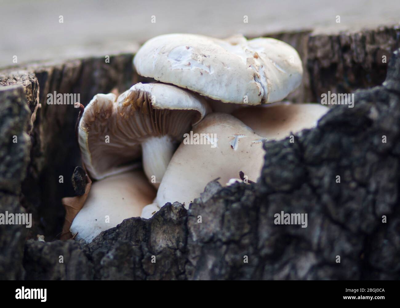Mushrooms growing inside tree trunk Stock Photo - Alamy