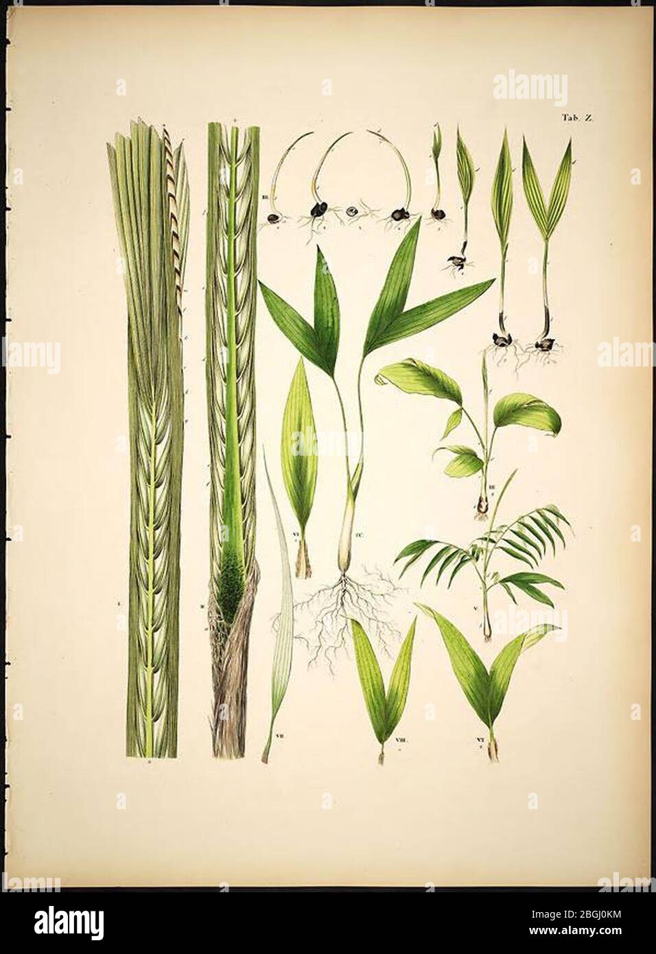 Historia naturalis palmarum (Tab. Z Stock Photo - Alamy