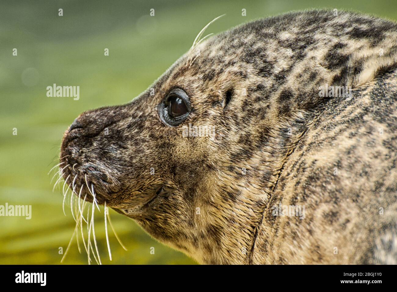 Thousand seals hi-res stock photography and images - Alamy