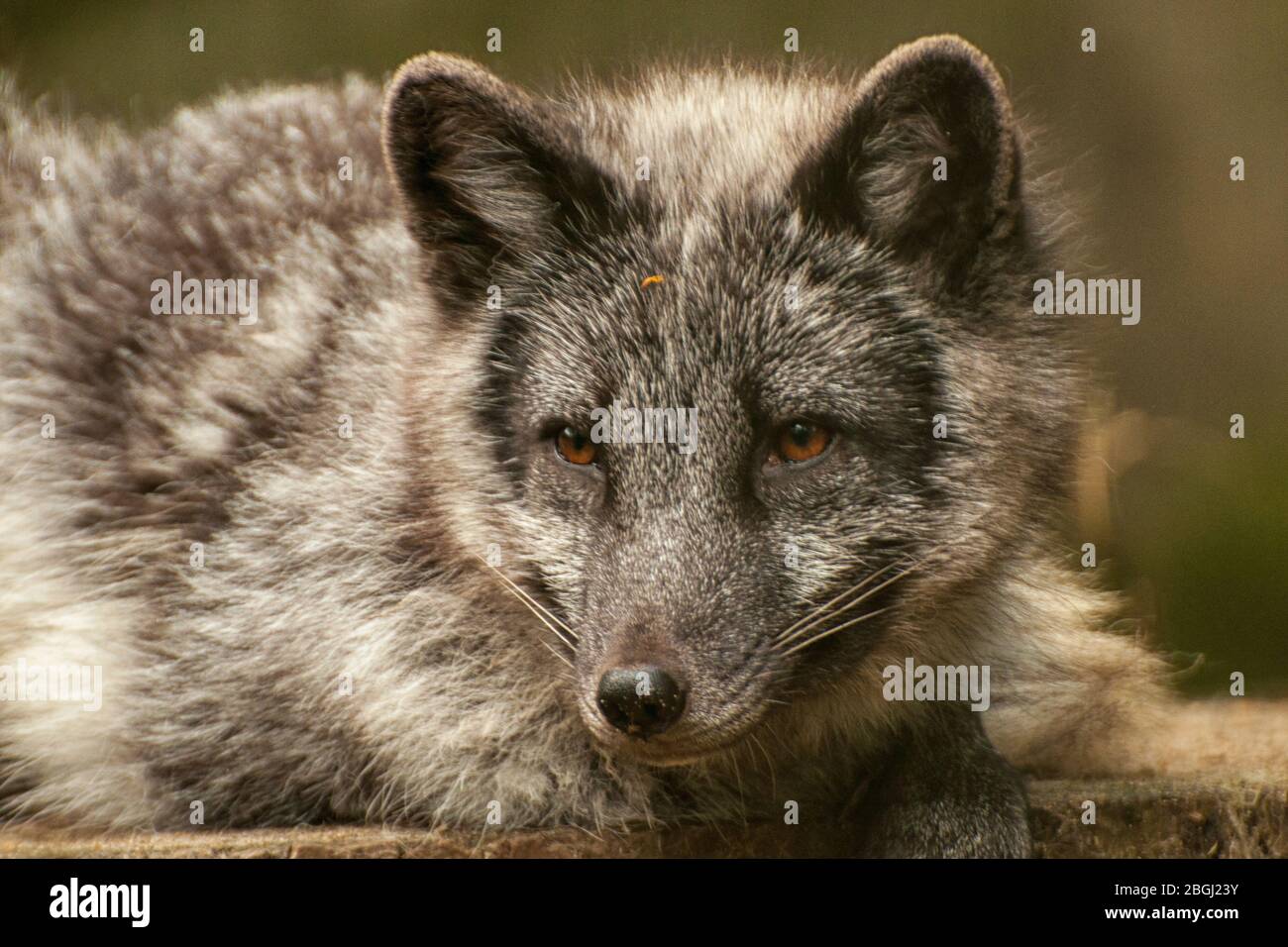 Close-up of the head of an arctic fox Stock Photo - Alamy