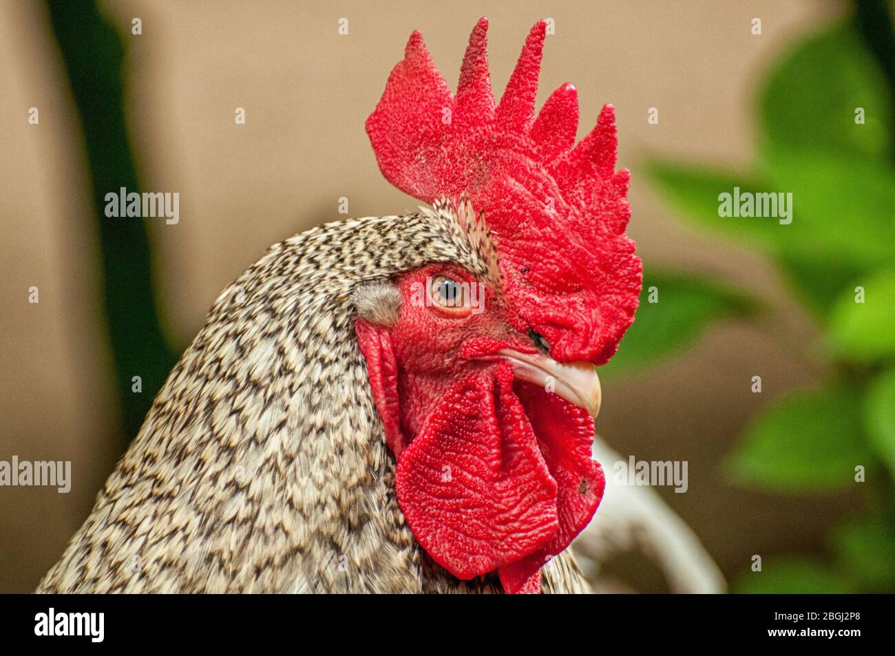 Amrock Chicken High Resolution Stock Photography and Images - Alamy