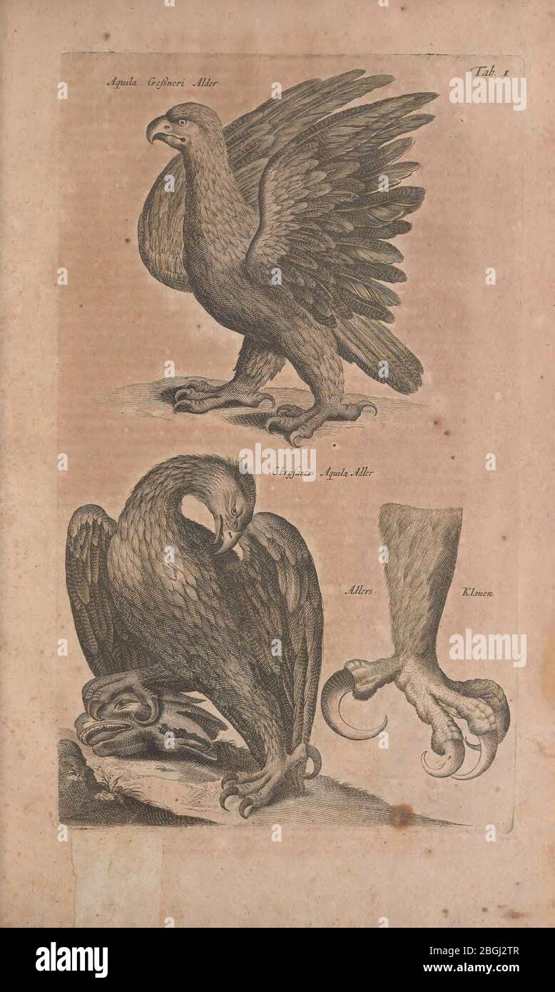 Historiae naturalis de quadrupedibus libri (Tab. I Stock Photo - Alamy