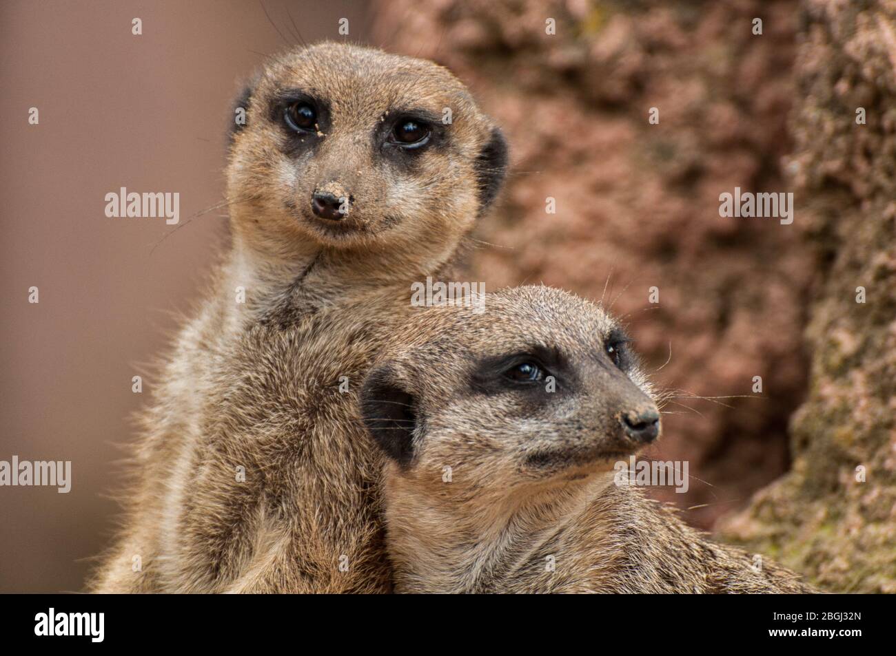 Meerkats at longleat hi-res stock photography and images - Alamy