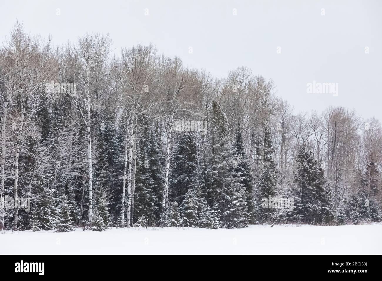 Snowy gray day in the eastern Upper Peninsula, Michigan, USA Stock ...