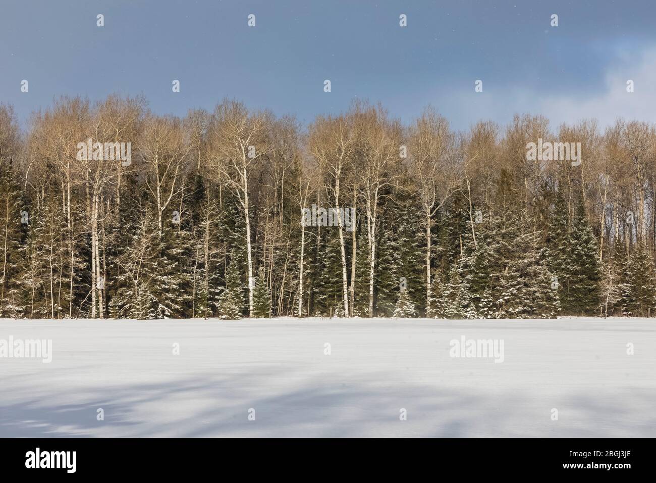 Upper peninsula michigan woods hi-res stock photography and images - Alamy