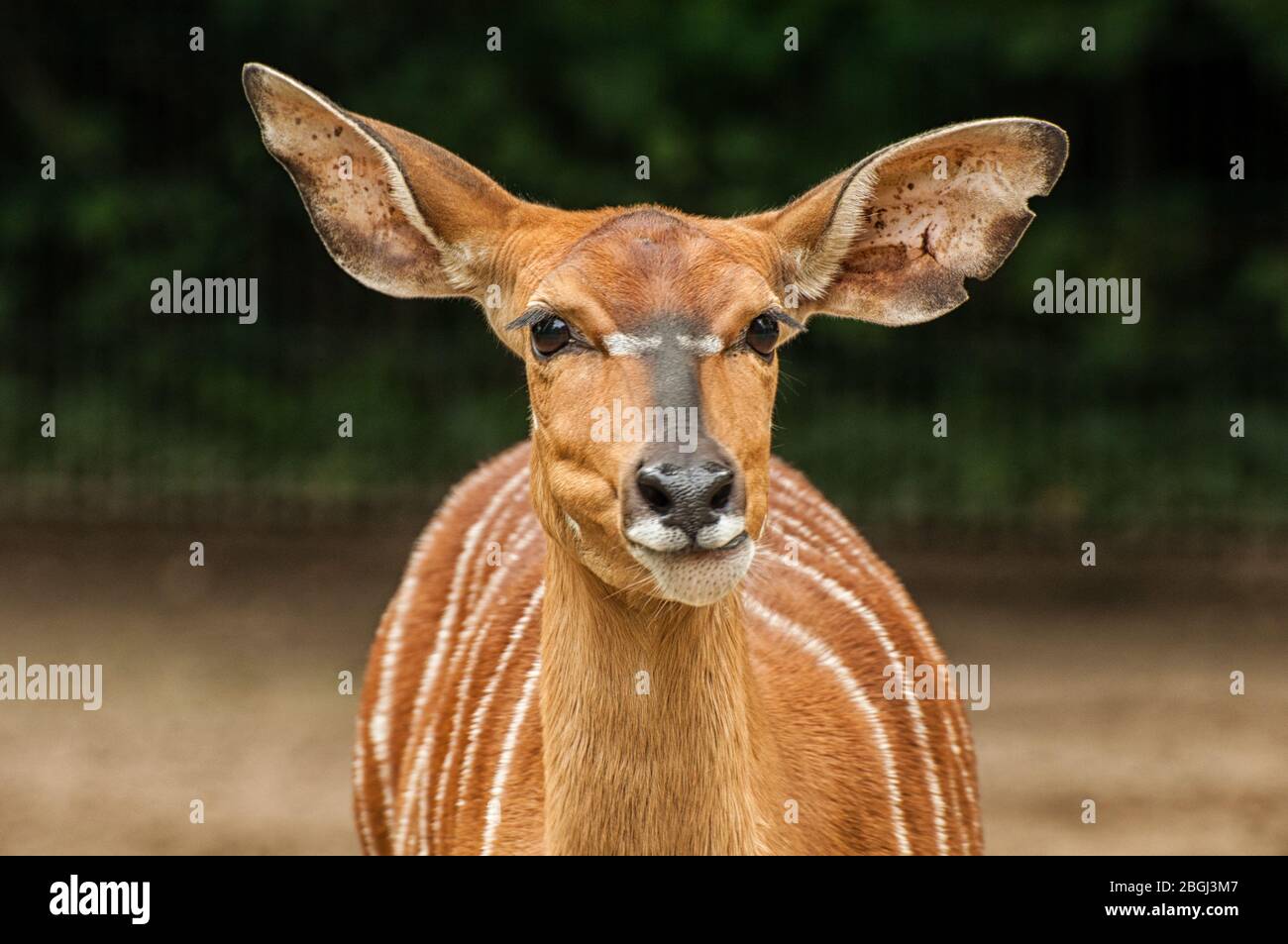 Nyala close up hi-res stock photography and images - Alamy