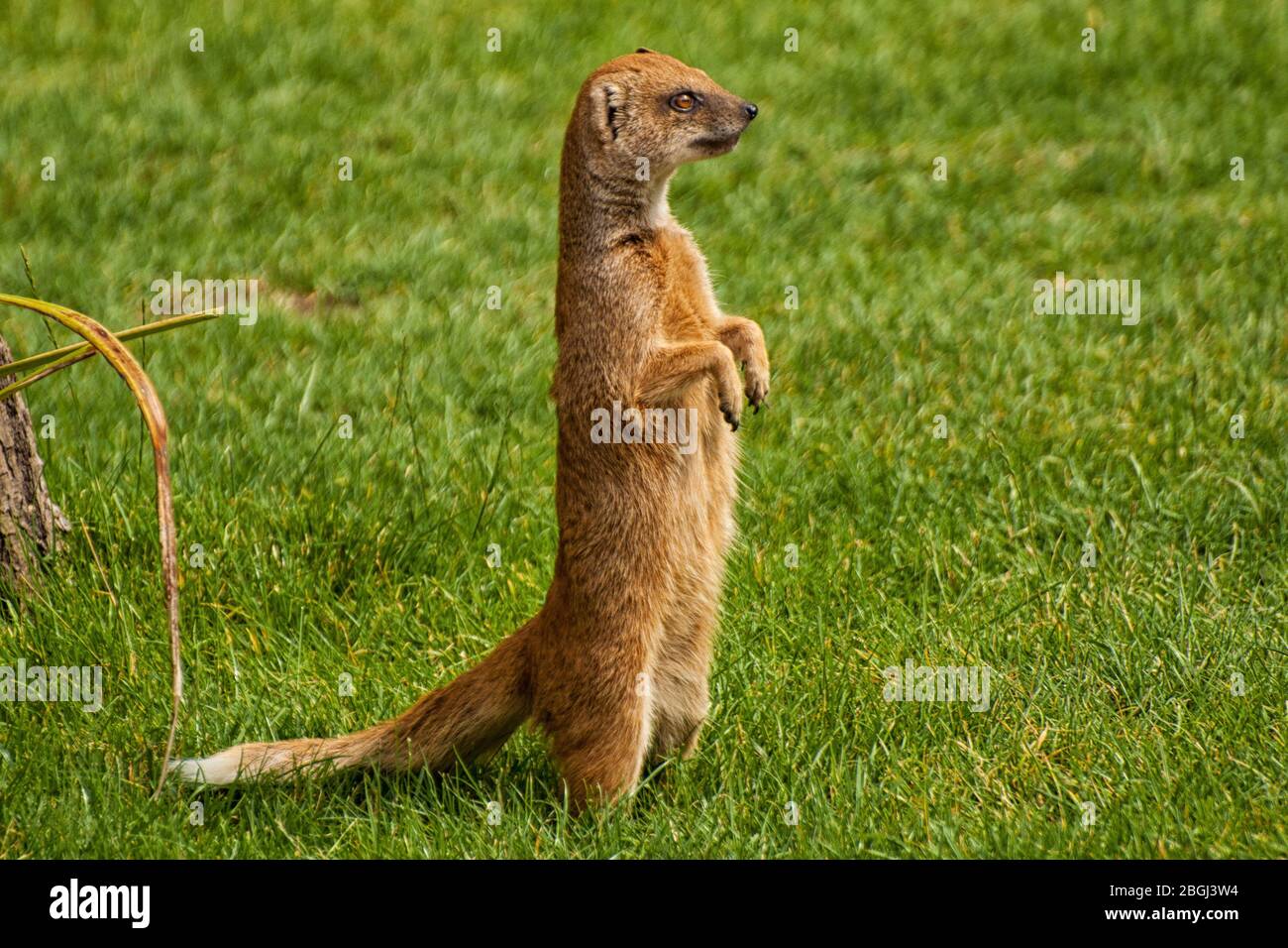 A fox mongoose is standing in a meadow Stock Photo - Alamy