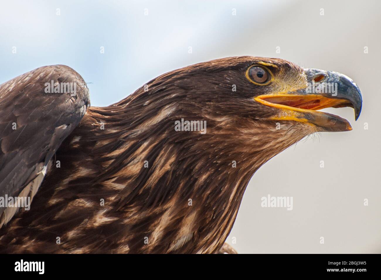 Close-up of a bald eagle's head Stock Photo - Alamy