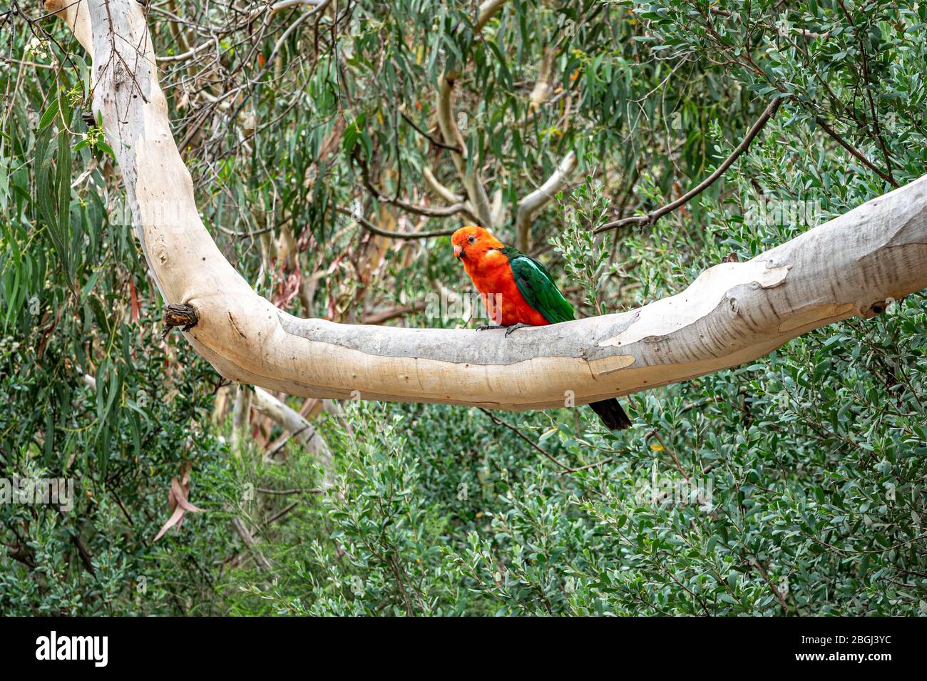 Australian King Parrot, Alisterus scapularis, perched on a tree branch ...