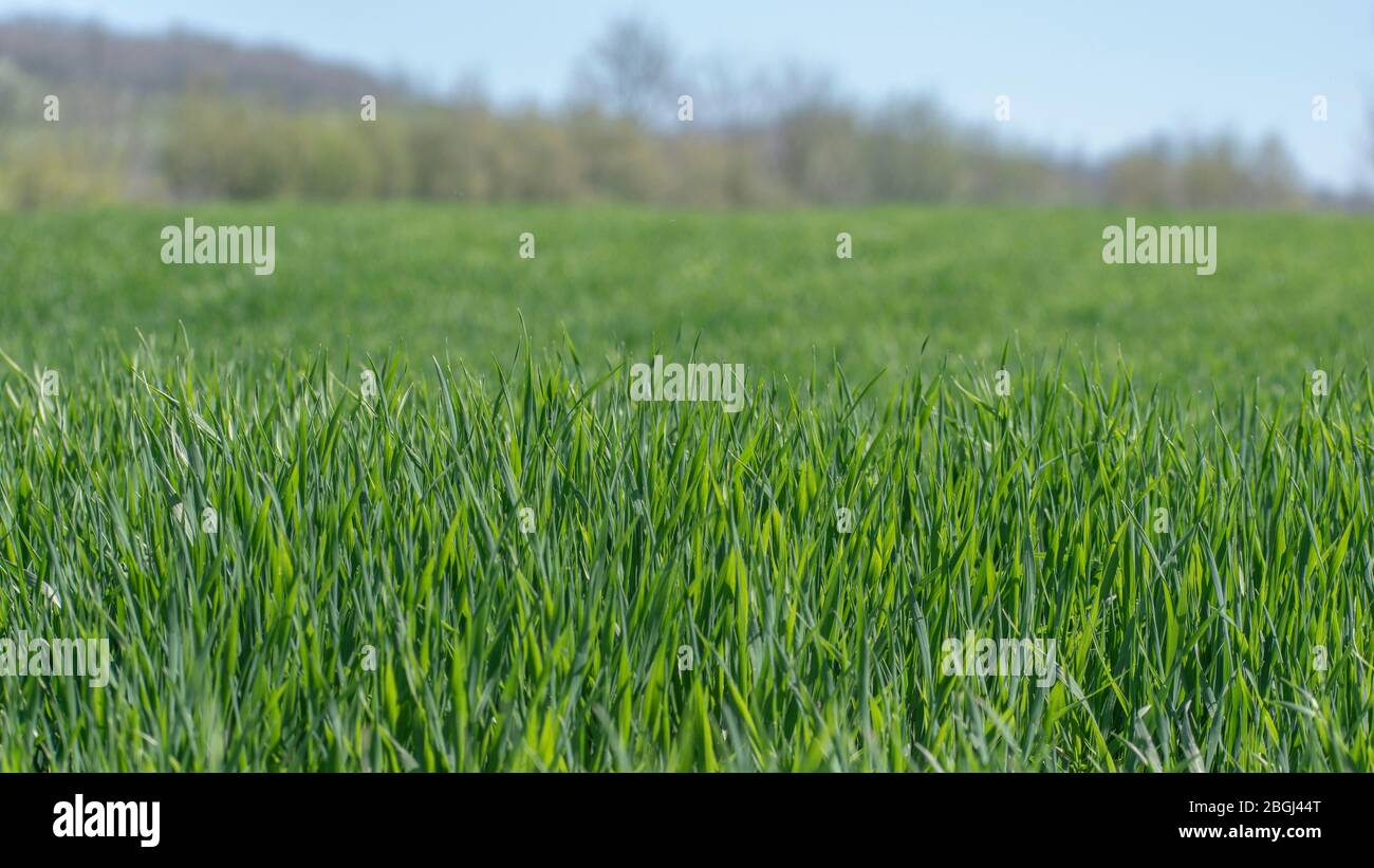 Early wheat hi-res stock photography and images - Alamy