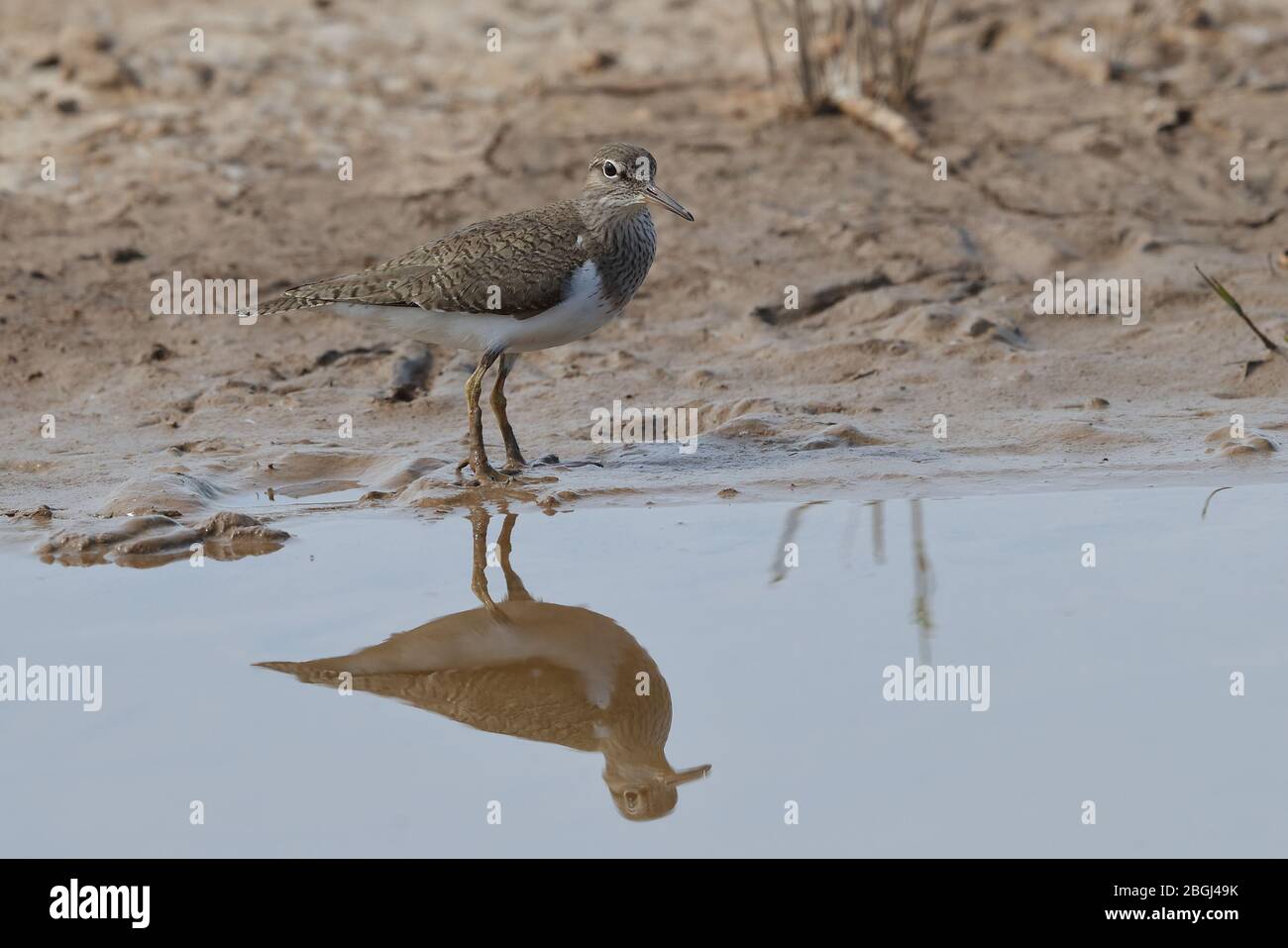 Adult Common Sandpiper Stock Photo - Alamy