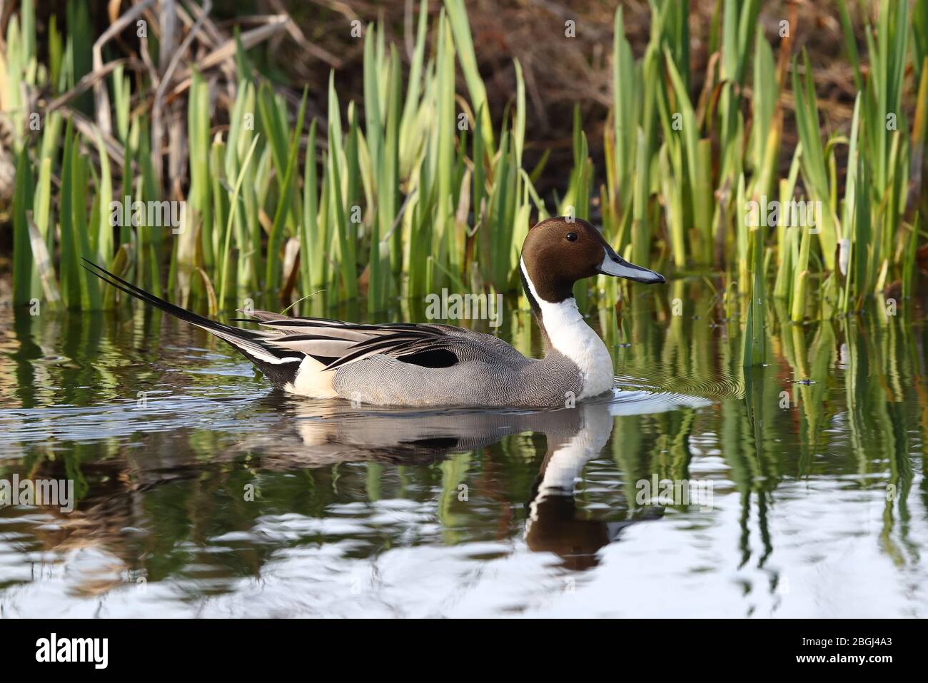 Drake Northern Pintail Stock Photo - Alamy