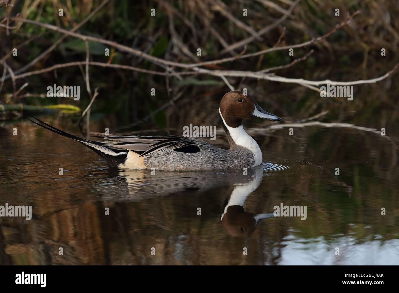 Pintail drake hi-res stock photography and images - Alamy