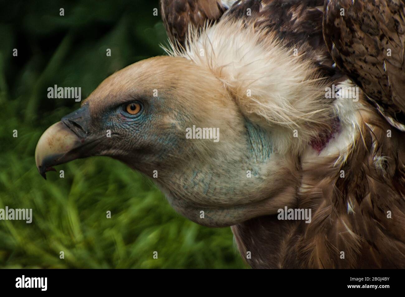 White backed griffon vulture hi-res stock photography and images - Alamy