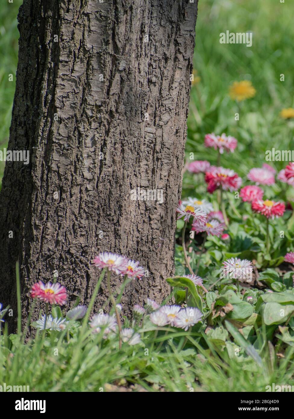Gerbera daisy flowers in the garden Stock Photo - Alamy