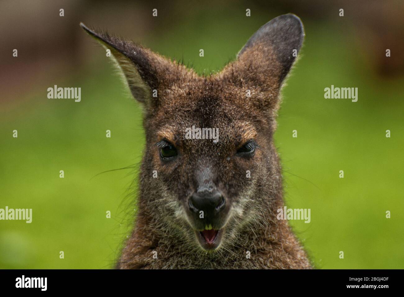 Close up of the head of a Bennett kangaroo Stock Photo - Alamy