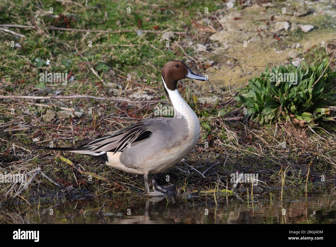 Drake Northern Pintail Stock Photo - Alamy