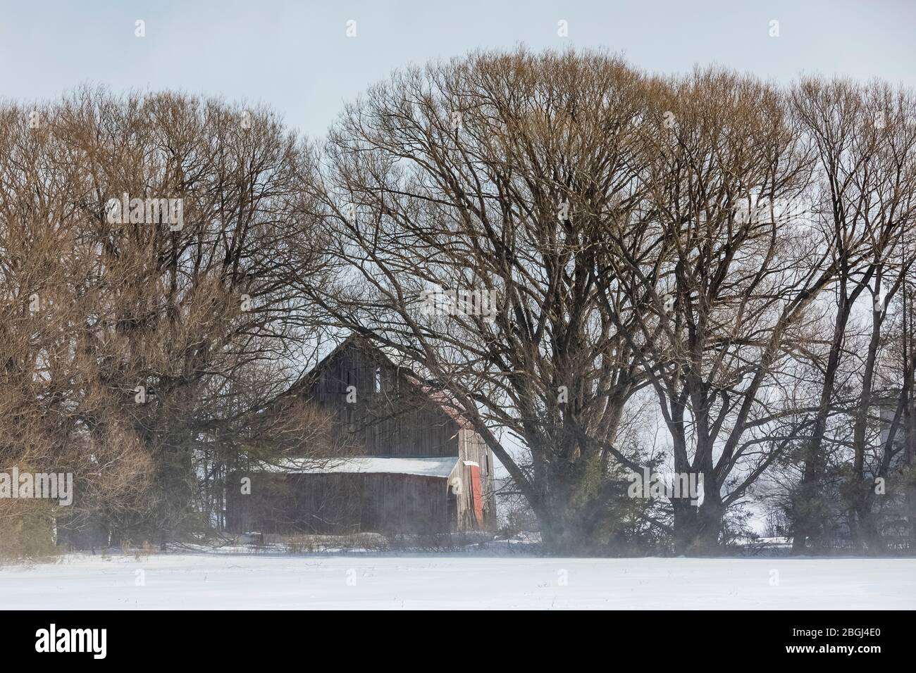 Barn sitting among big willow trees on a winter day in the eastern ...
