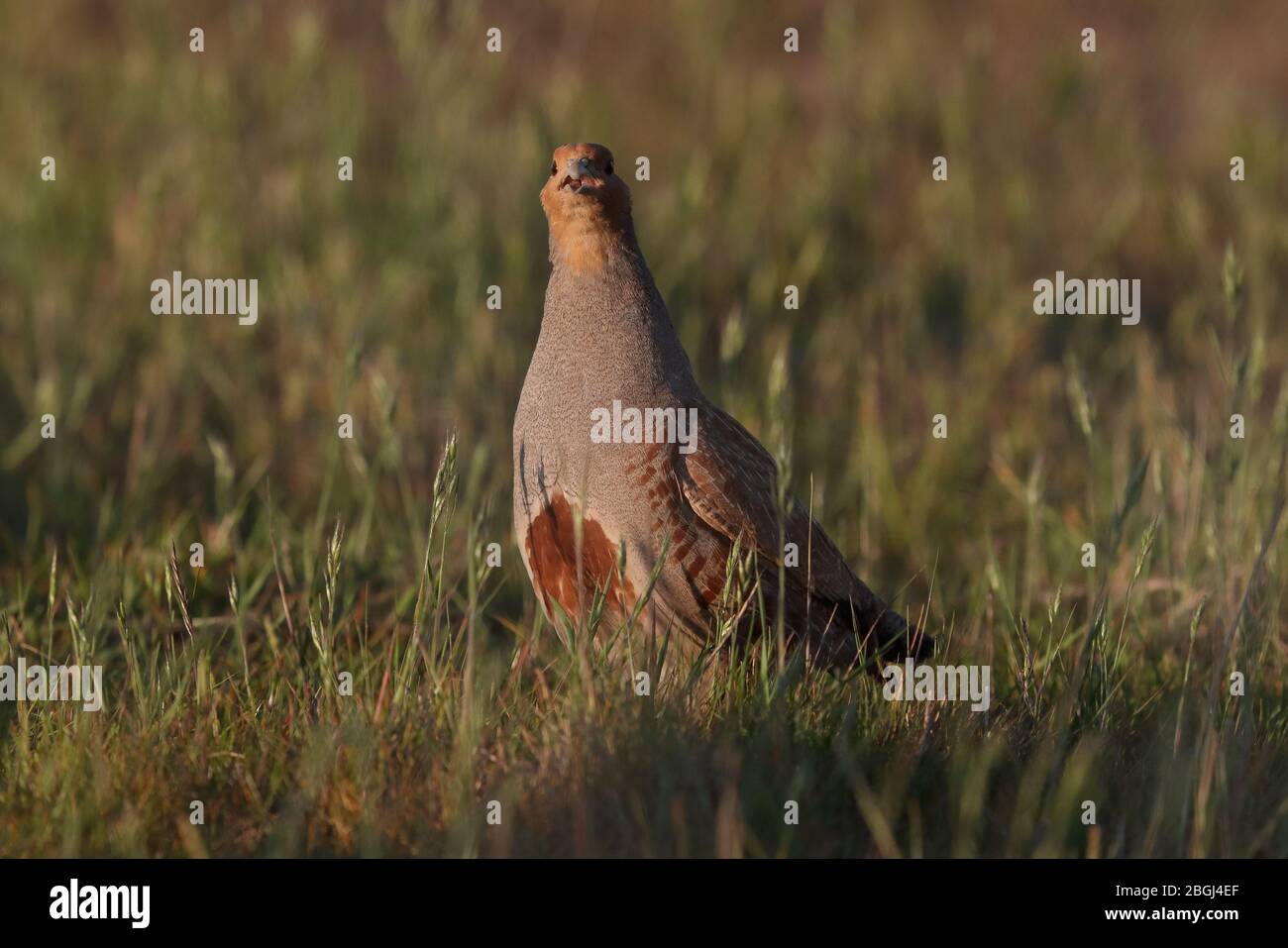 Grey Partridge holding territory at Cley Marshes NWT Stock Photo - Alamy