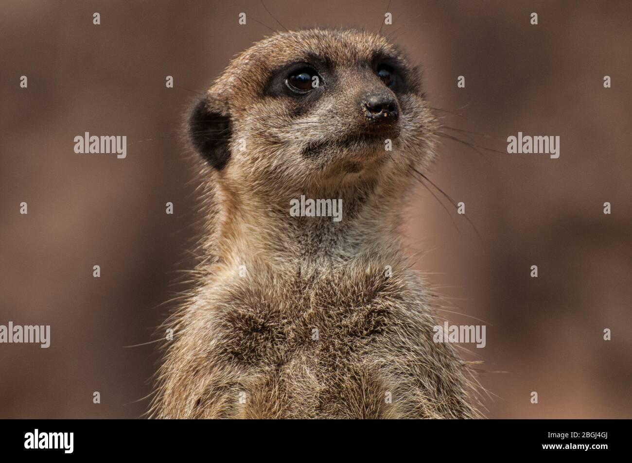 Meerkats at longleat hi-res stock photography and images - Alamy