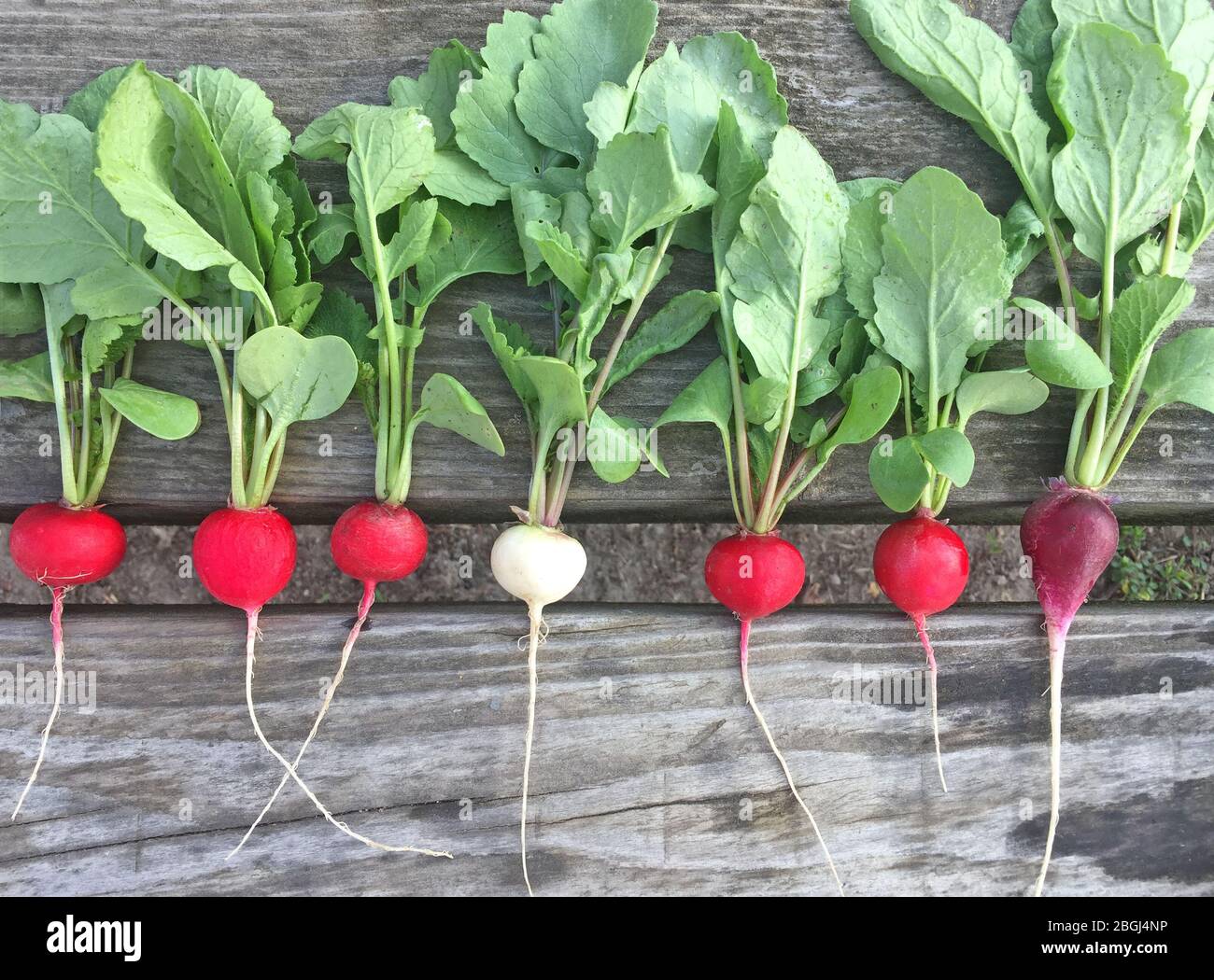 Vegetables features hi-res stock photography and images - Alamy