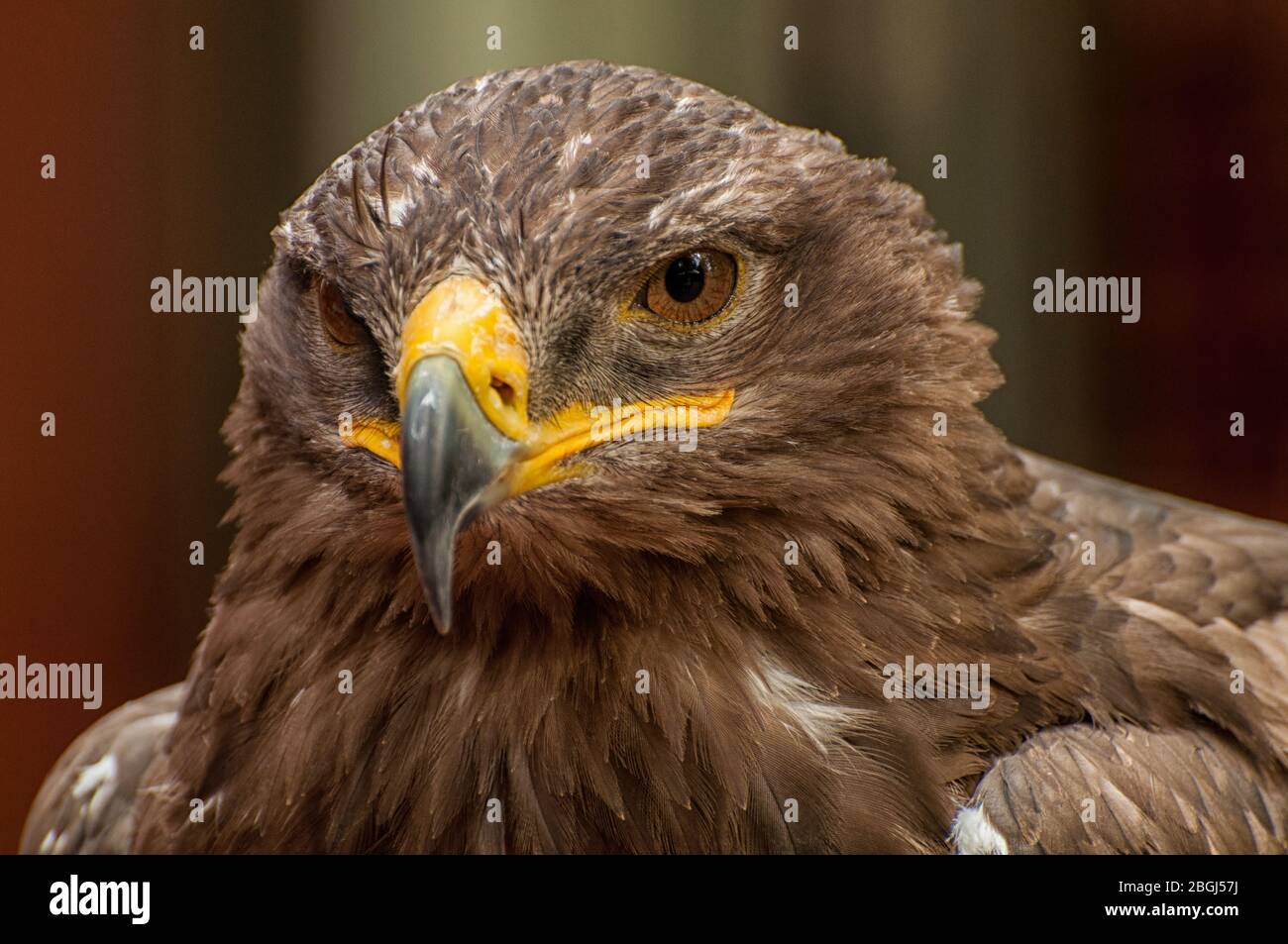 Golden steppe eagle hi-res stock photography and images - Alamy